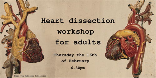 Heart Dissection Workshop For Adults - Surgeons' Hall Museums, Edinburgh