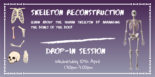 Skeleton Reconstruction Drop-In Session - Surgeons' Hall Museums, Edinburgh