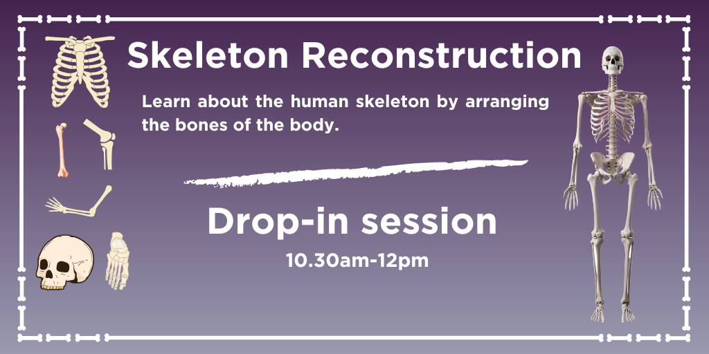 Skeleton Reconstruction Drop In Session - Surgeons' Hall Museums, Edinburgh